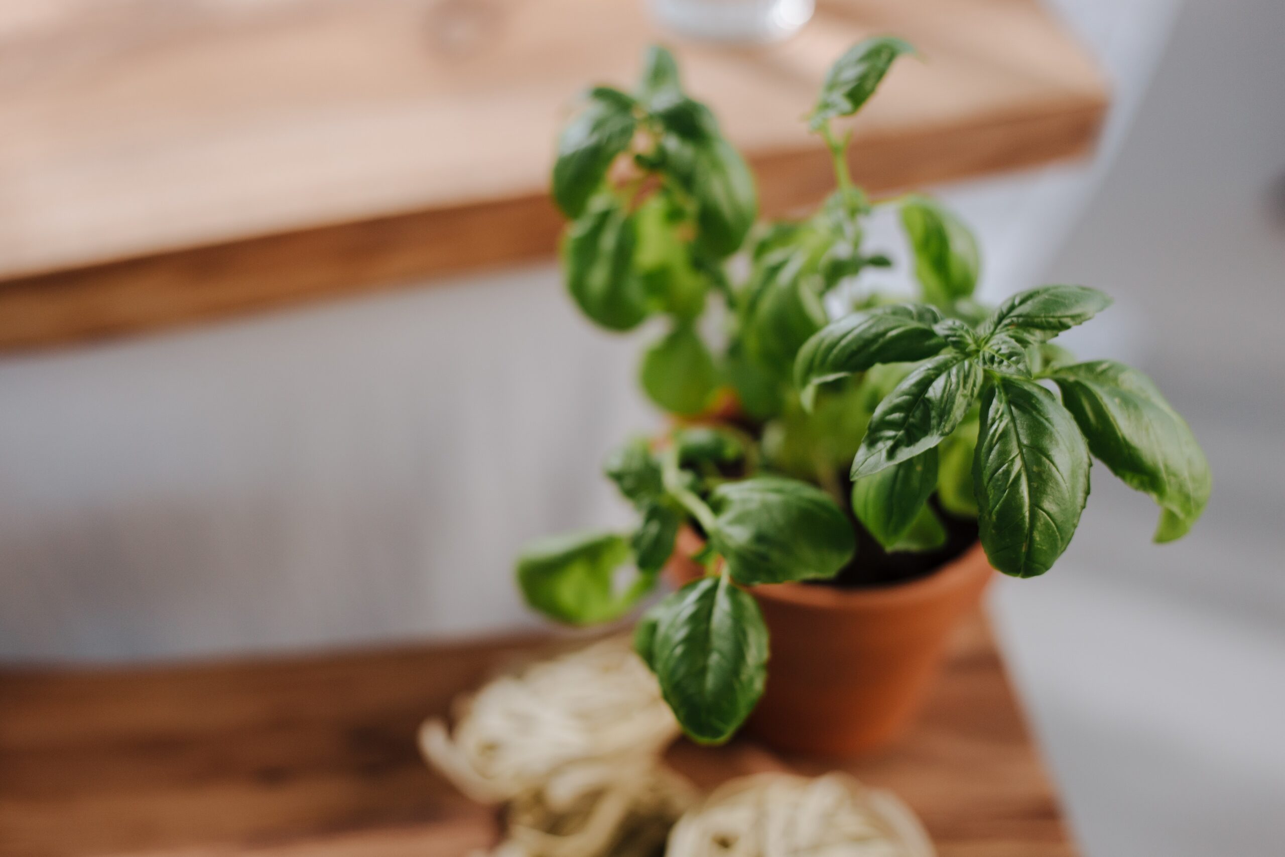 Health Benefits of Basil Leaves: 11 Unique Uses You Didn't Know